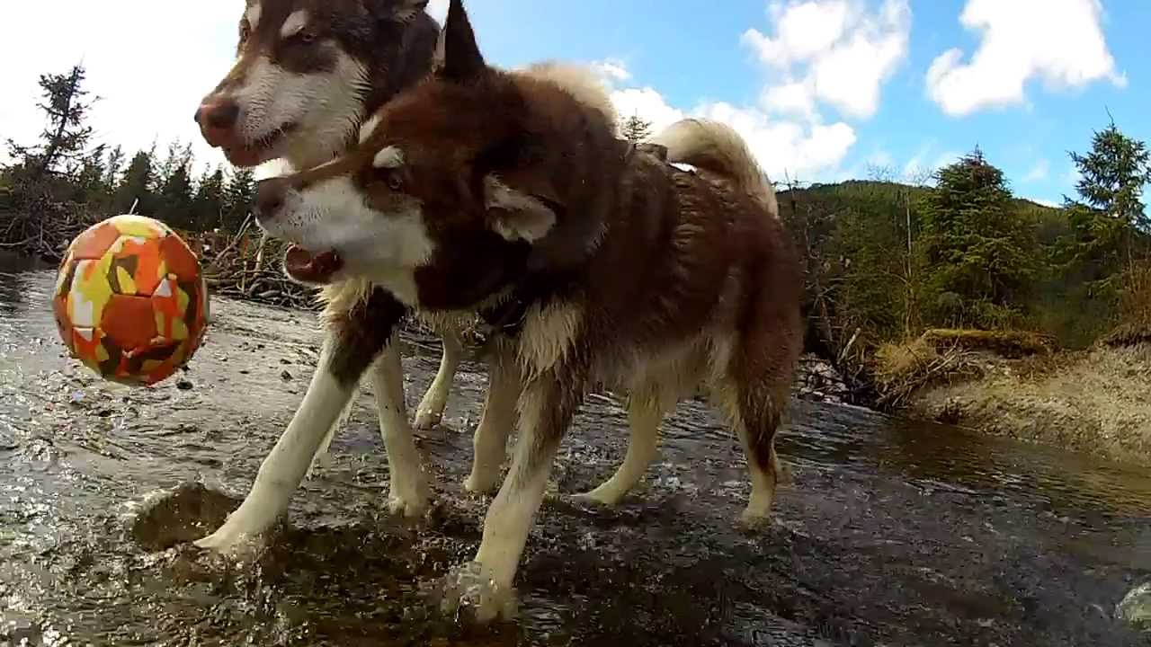 Skadi & Freya - Its a Dogs Life! [Juneau Alaska] - YouTube
