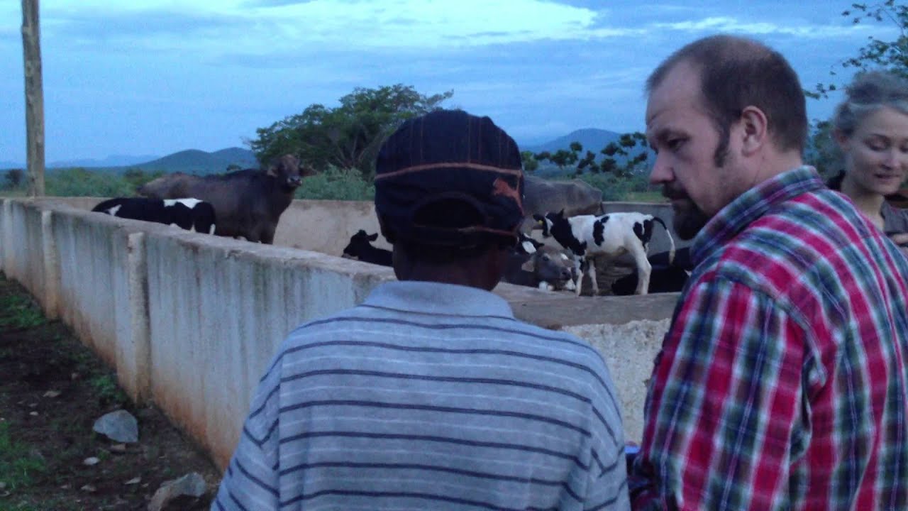 Friendfarm visits ASAS Dairy Farm, Iringa Tanzania 6 - YouTube