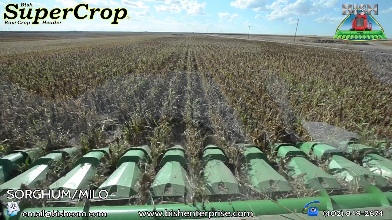 Bish Sorghum/Milo Harvest Long Video - YouTube