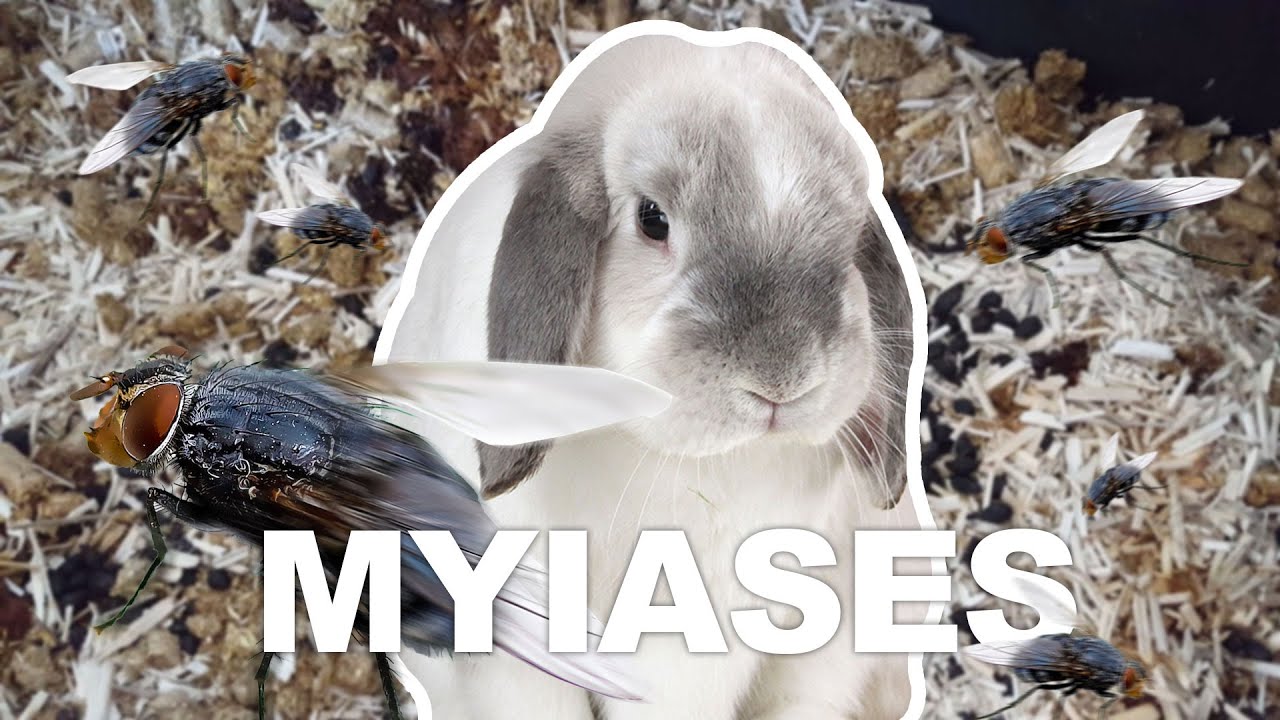 Attention aux mouches ! les myiases chez le lapin - YouTube