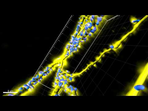 Imaris Bitplane Example.mov - YouTube