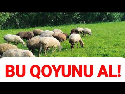 BU QOYUNU AL! #qoyun #quzu #sheep #köyhayatı #villagelife 