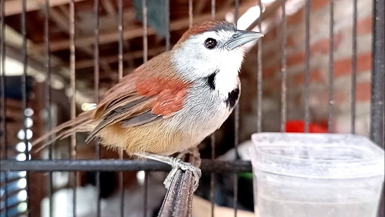 Suara Burung Tepus Pipi Perak Gacor Memanggil Lawan... - YouTube