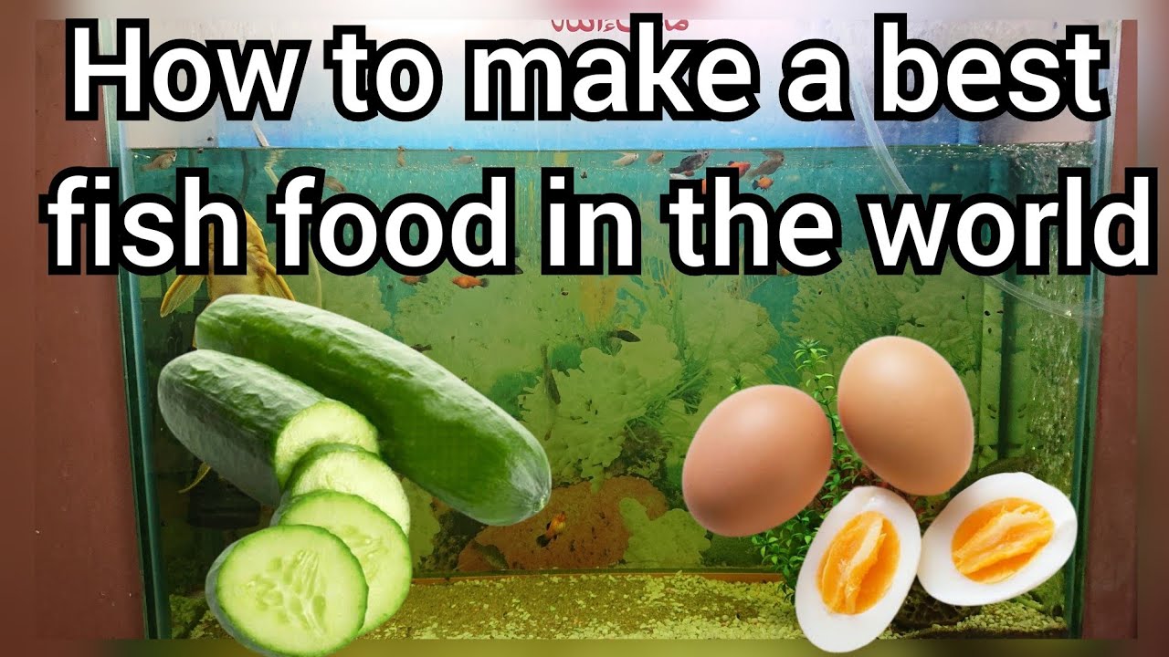 how to make a best fish food for all types fish. best fish food in the ...