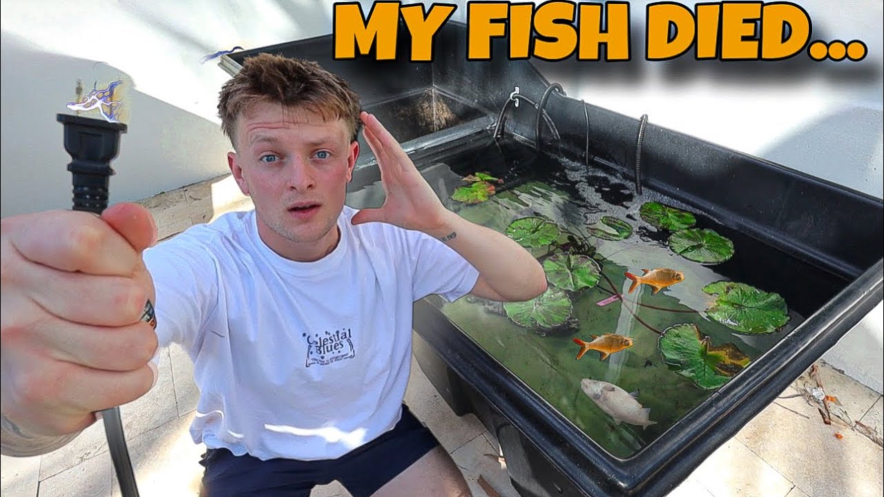 ALL OF MY FISH DIED!! - YouTube