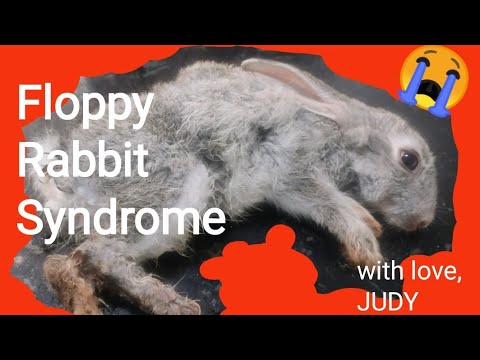 How to save a dying baby bunny/ floppy rabbit syndrome/ bunnies world ...