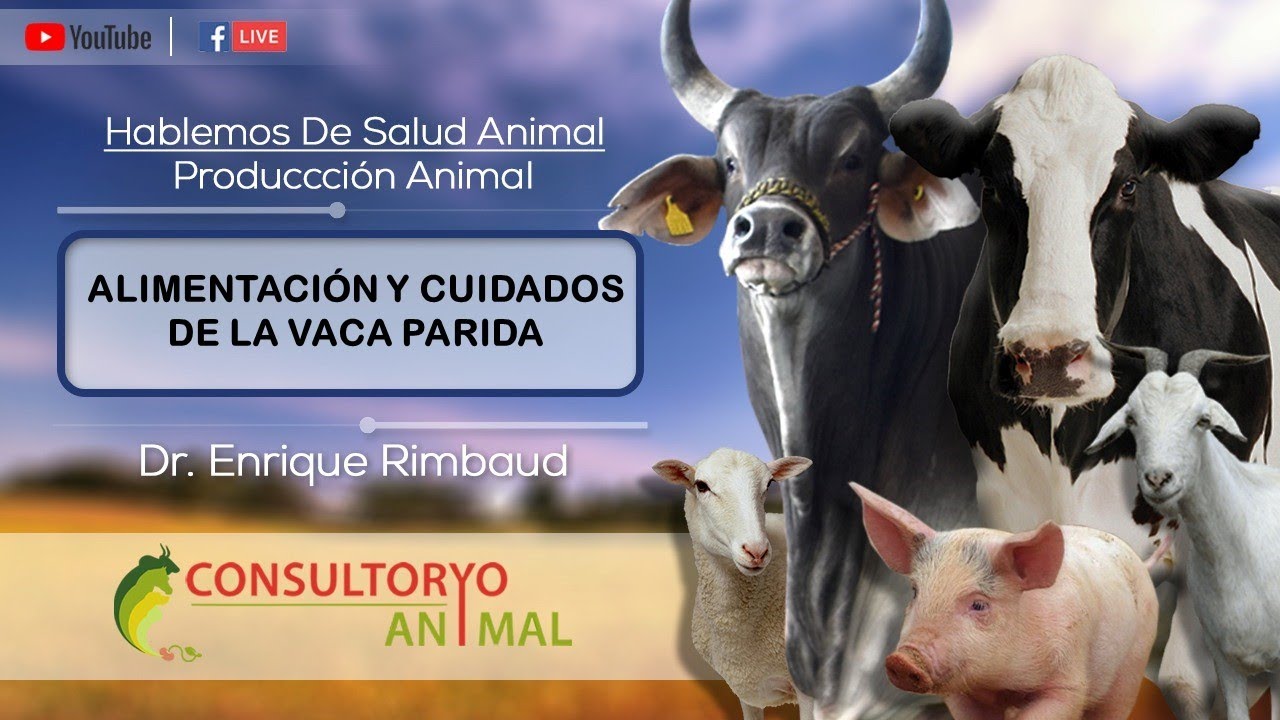 MANEJO Y CUIDADOS DE LA VACA PARIDA - YouTube