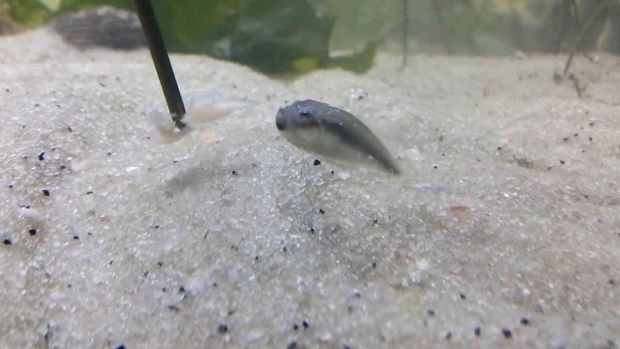 Stargazer fish feeding - YouTube