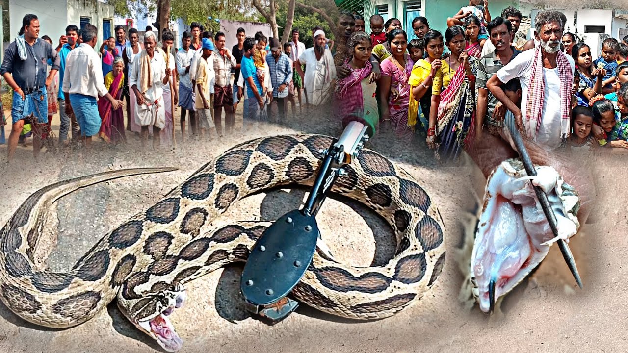 Big size Indian Russell viper snake rescue AiranBanda village ...