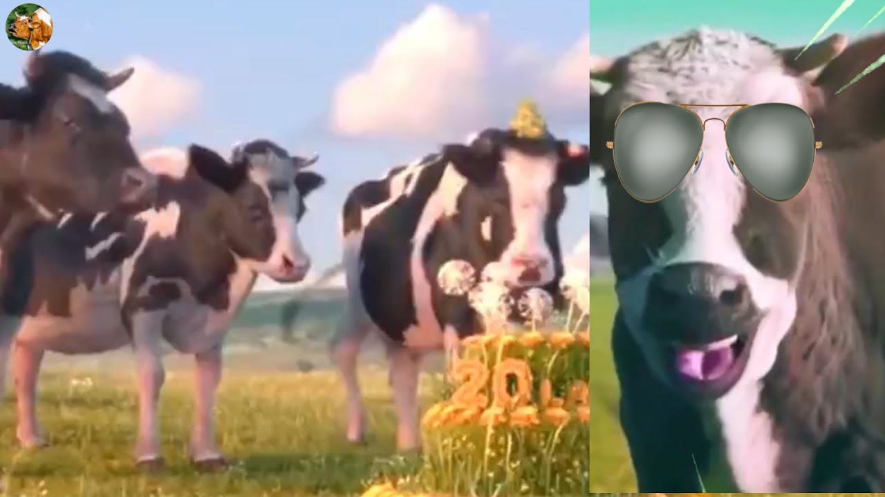 FUNNY COW DANCE 50 | COW SONG & COW VIDEOS | COW LOVELY MOOING SOUNDS ...