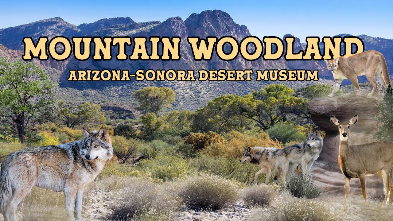 Mountain Woodland | Arizona-Sonora Desert Museum - YouTube