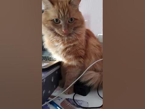 провода им не грызи.... пончик, булка, пирожок, рыжий рыжий рыжий кот # ...