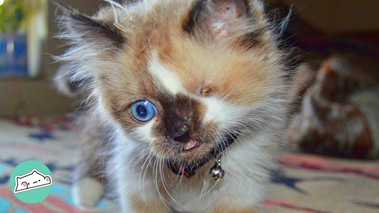 Breeder Wanted to Put Down This Cutie! Can You Imagine? | Cuddle Cats ...