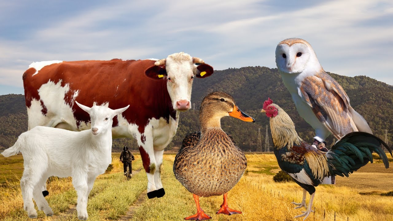 The life of farm animals in the village : goat, chicken, horse, sheep ...