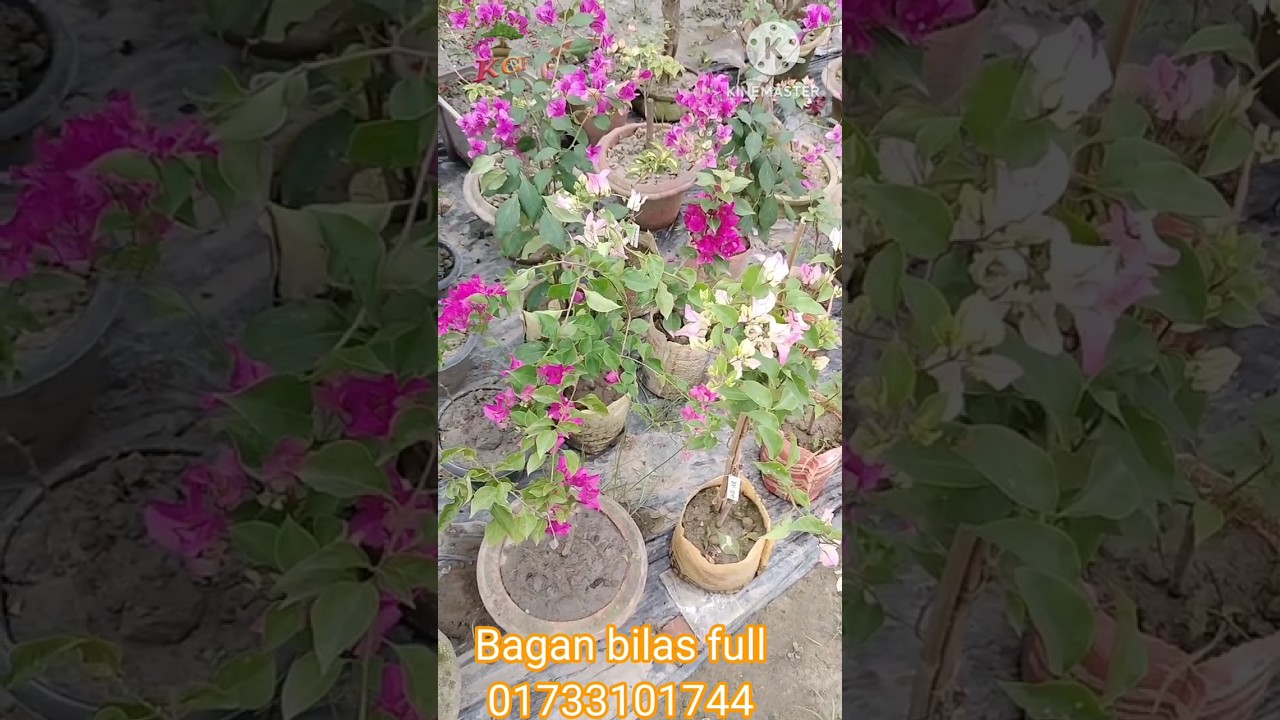 bagan bilas full. #shortvideo #bagan bilas full #ma nursery #viral # ...