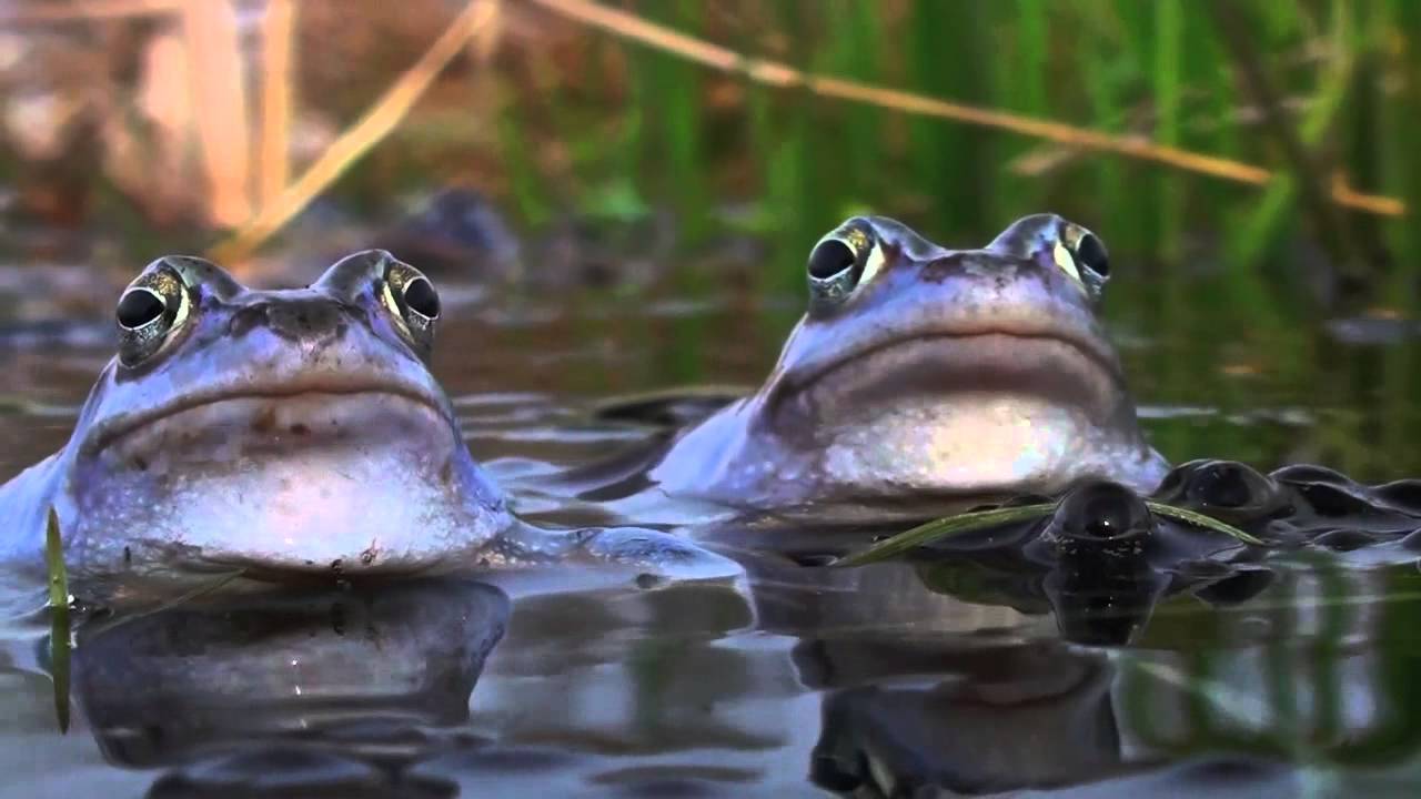 Moor frog - Alchetron, The Free Social Encyclopedia