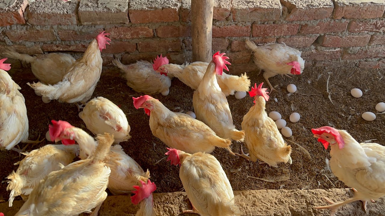 Hen Farming | Hen Farming Business | Hen Farm | Part 94 - YouTube