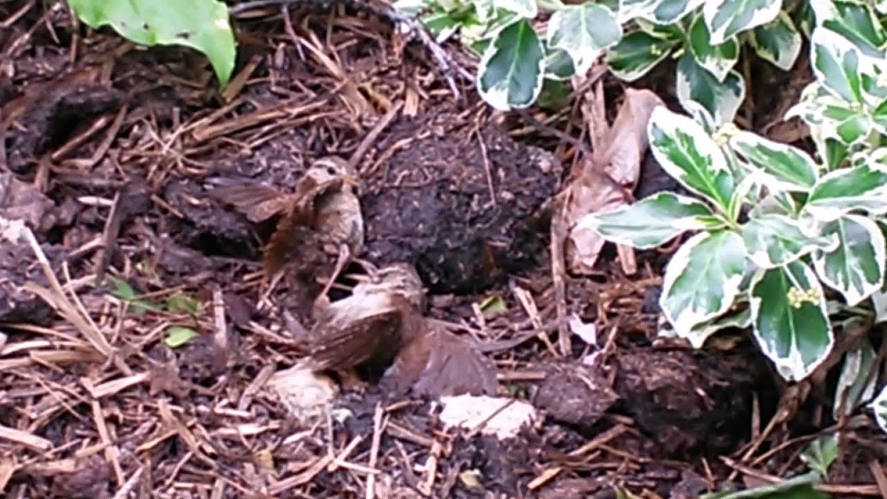 Two wrens fighting - YouTube