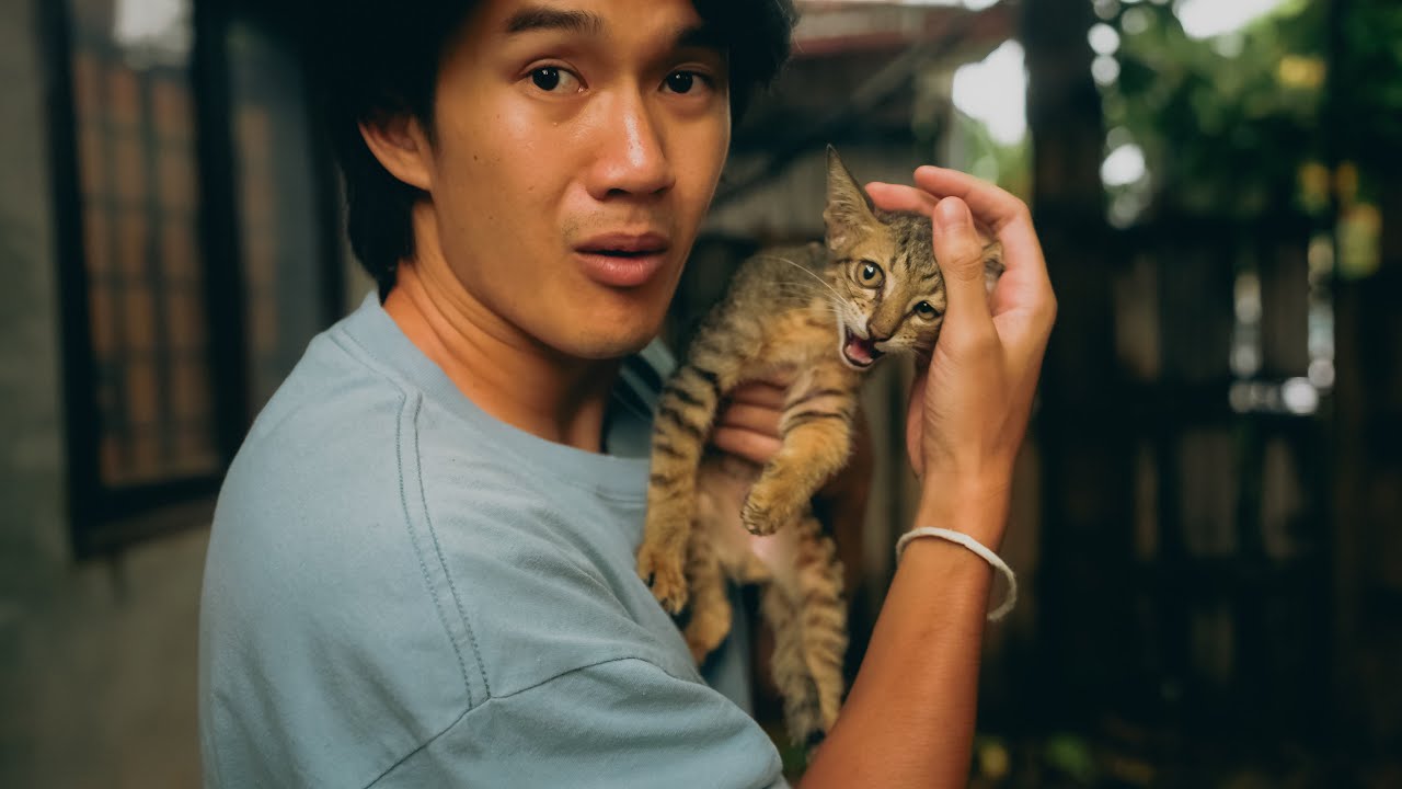 Cat Distribution System Put A Kitten In My Trash YouTube cat-distribution-system-put-a-kitten-in-my-trash-youtube