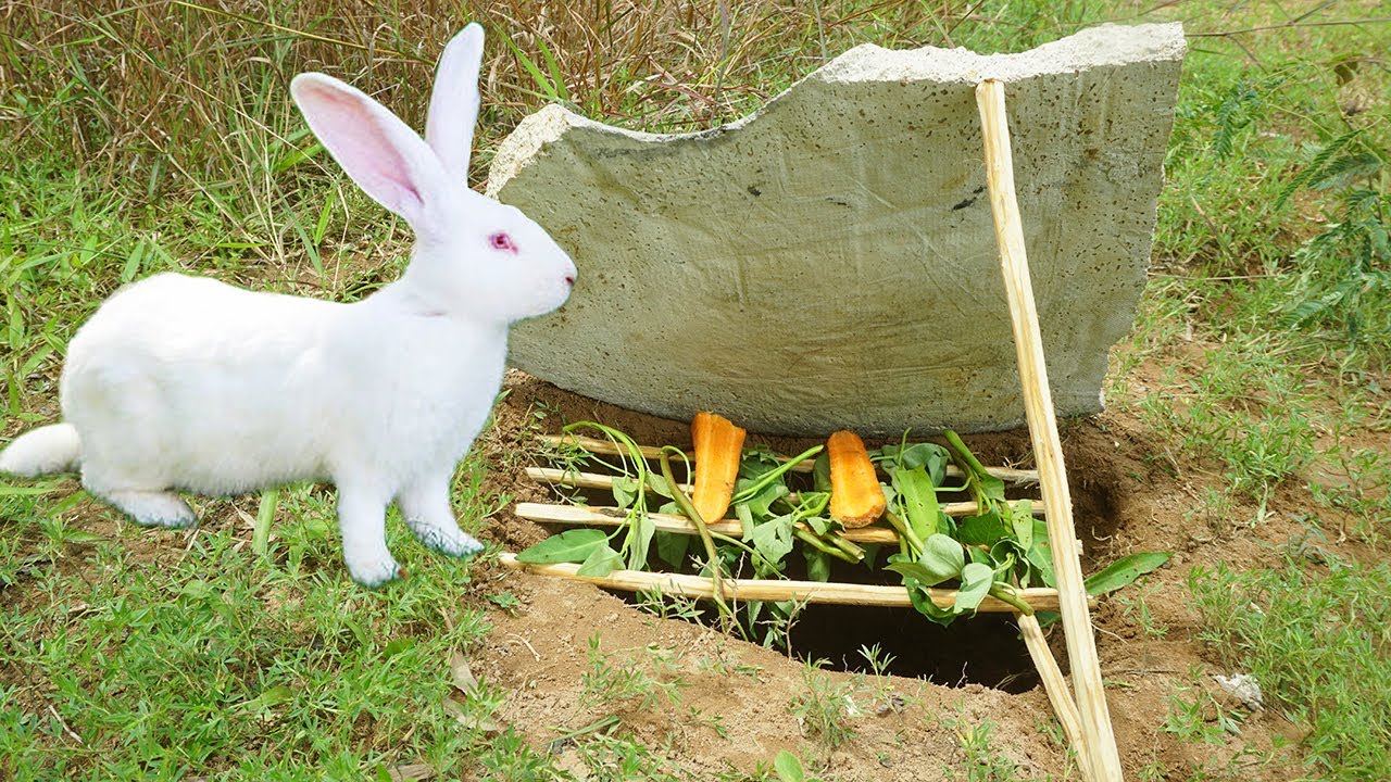 Build Simple Wild Rabbit Trap Make From Stone & Deep Hole - Easy Wild ...