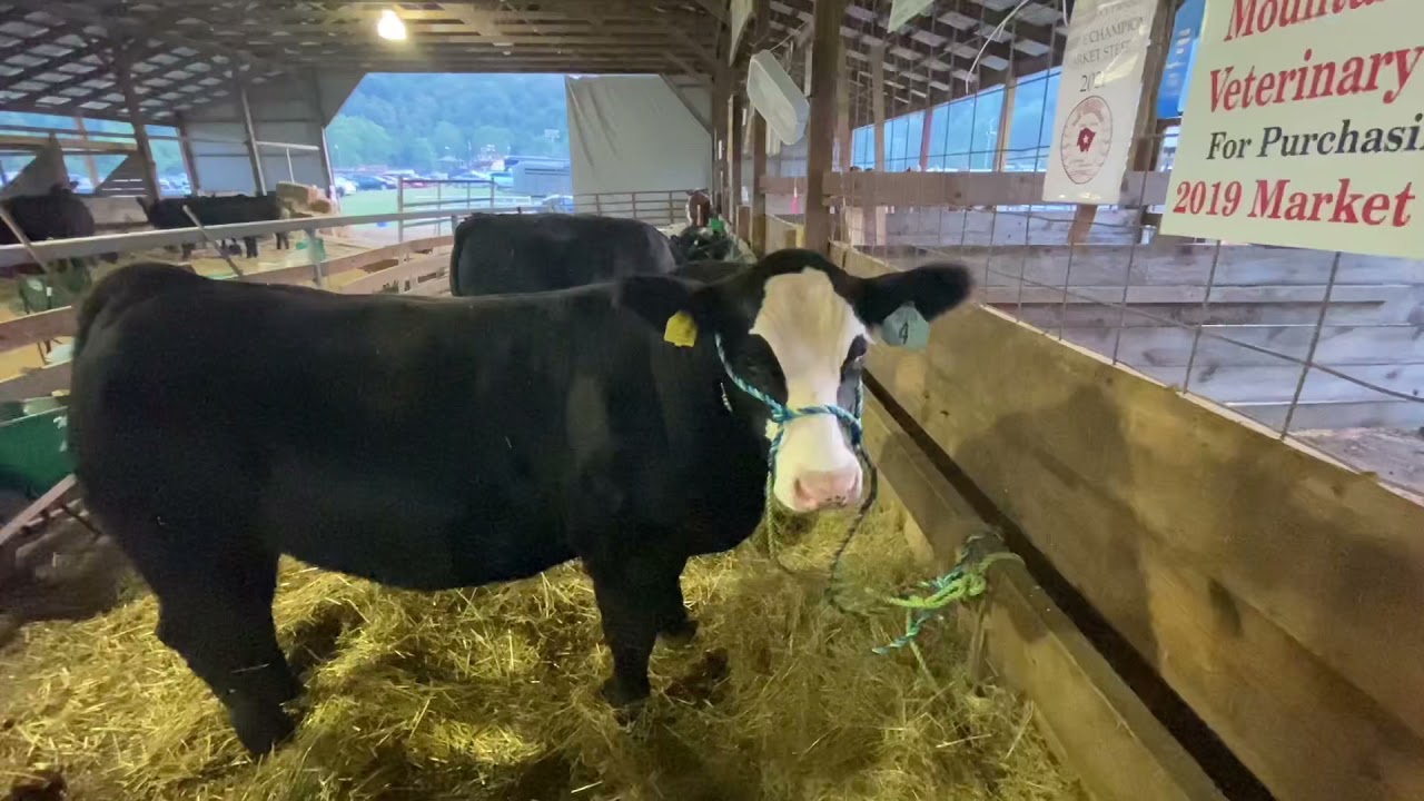 Fairs and Festivals: the Tyler County Fair - YouTube