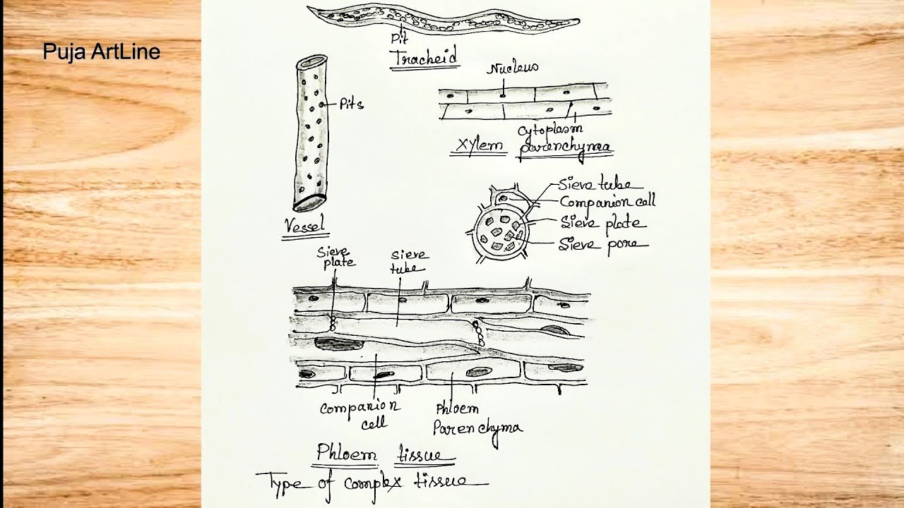Diagram of complex tissue/How to draw complex tissue/Biology class ...