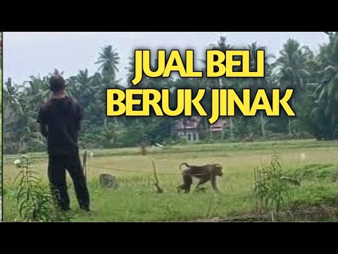 JUAL BELI BERUK DIULAKAN PADANG PARIAMAN DENGAN KESEPAKATAN - YouTube