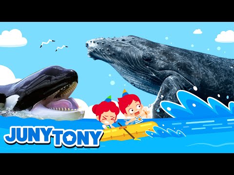🐳 Paus, Paus, Siapa Itu! | Orca, Paus Biru, Paus Sperma | Lagu Anak Anak | JunyTony Bahasa Indonesia