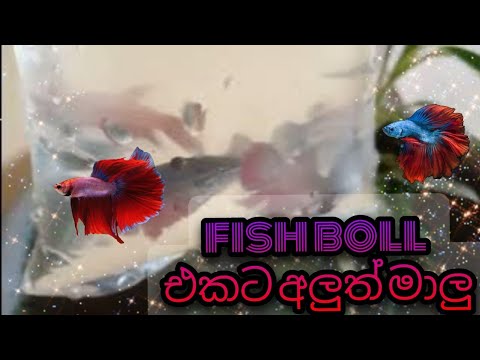 Fish boll එකට අලුත් මලු | my fish boll add to new fish | #slfishweb # ...