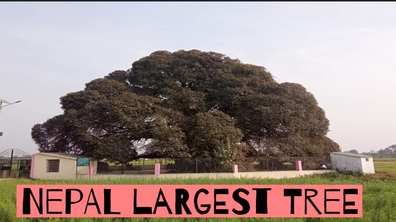 THE LARGEST TREE IN NEPAL || 1000 YEARS OLD - YouTube