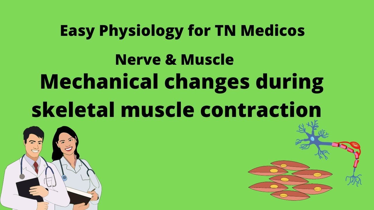 Mechanical events during Skeletal Muscle Contraction - YouTube