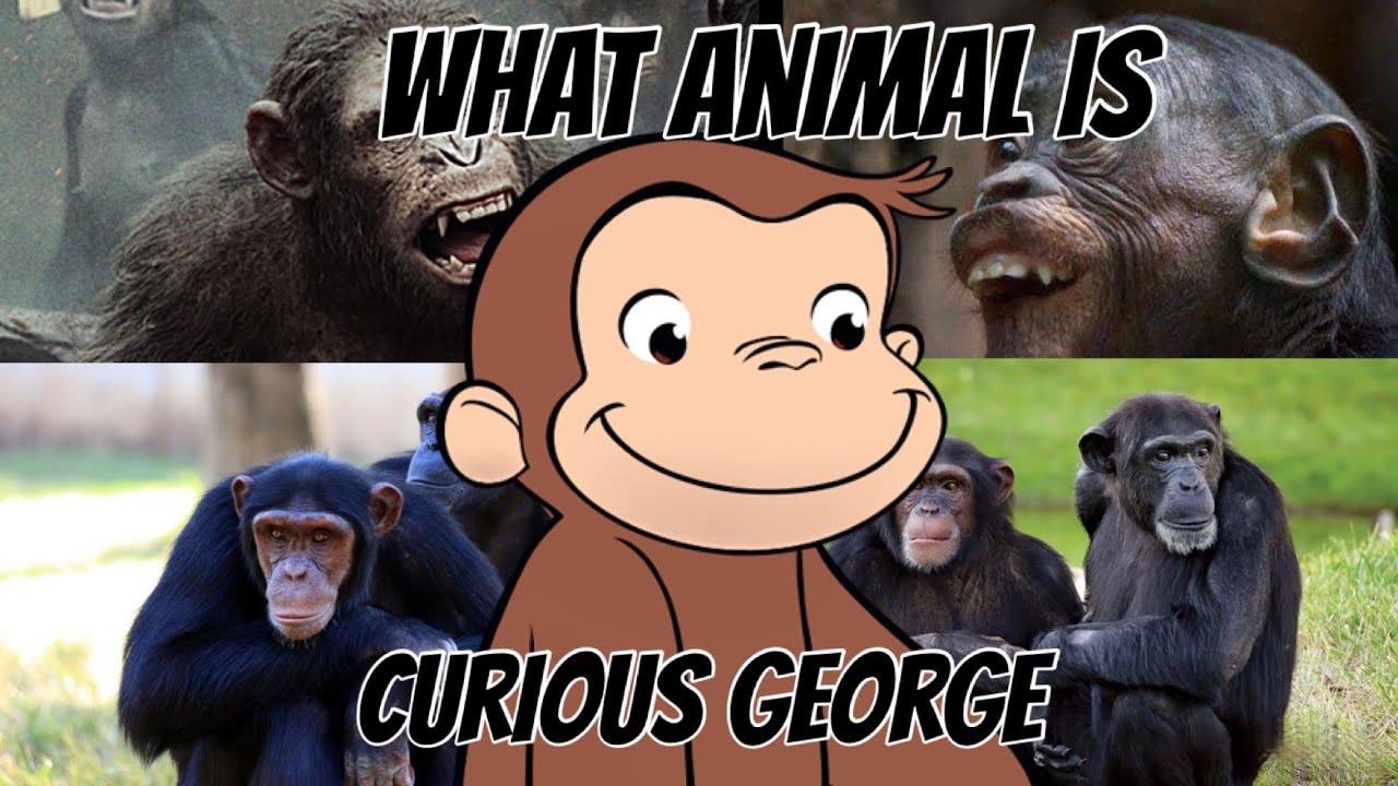 What Animal is Curious George - YouTube