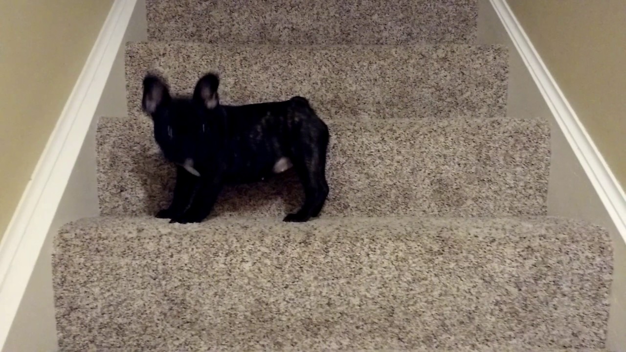 Frenchie puppy scared of stairs so she's barking... - YouTube
