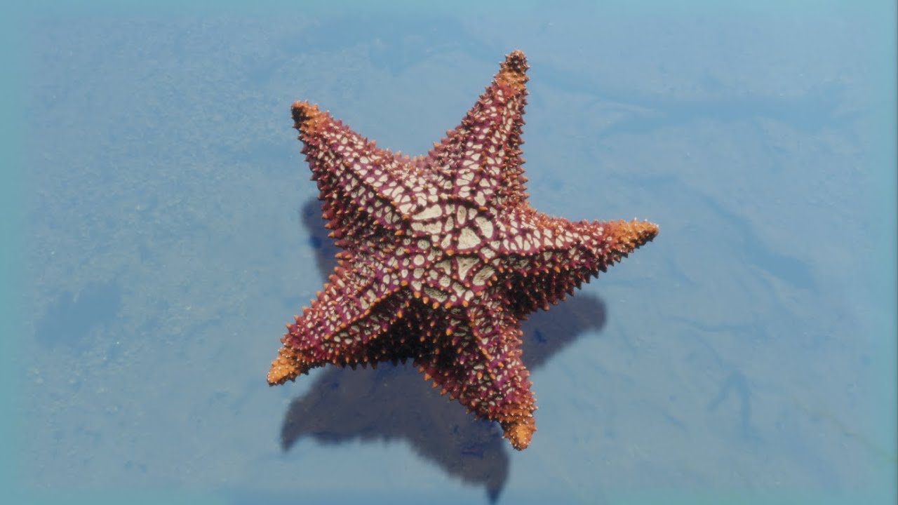 Starfish locomotion with ML - YouTube