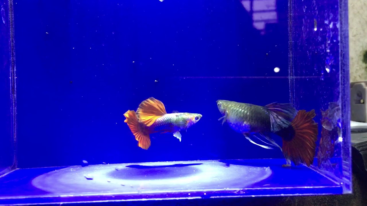 Guppy Hb red Rose - YouTube