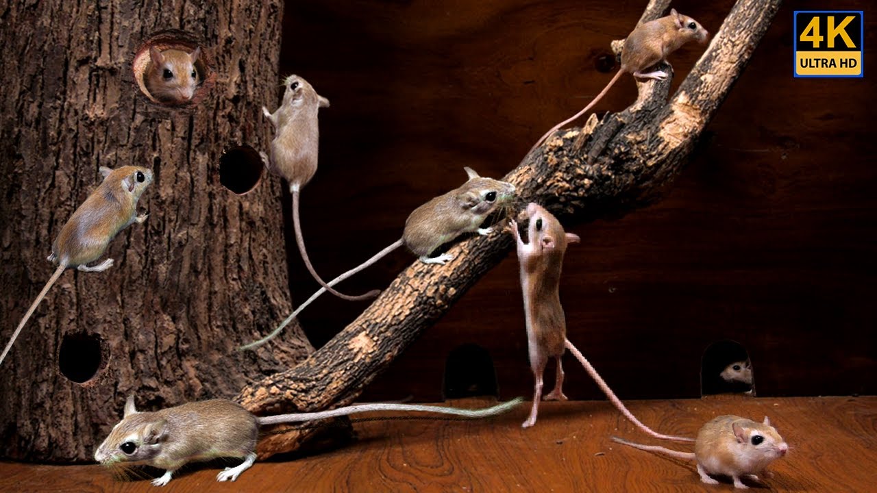 Cat TV Mouse Scurrying, hiding, Squeaking and playing on screen for ...