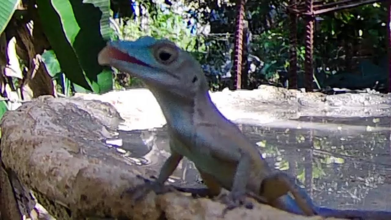 Quenching Thirst with @BirdBath1 water 27..... | LIZARD EARTH - YouTube