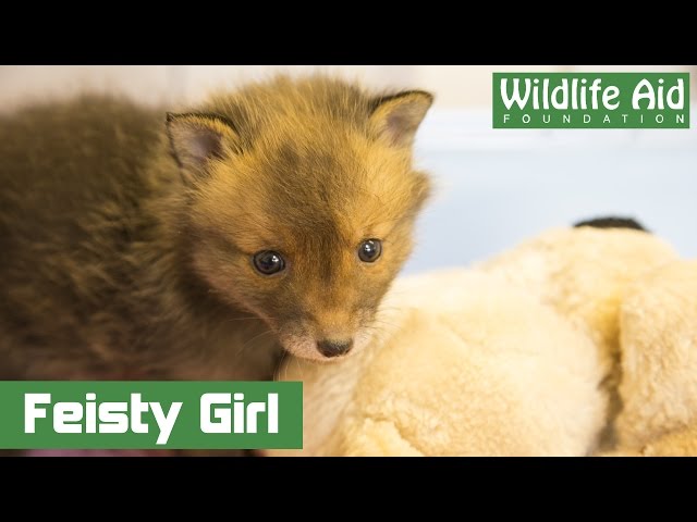 Newborn Fox Cubs