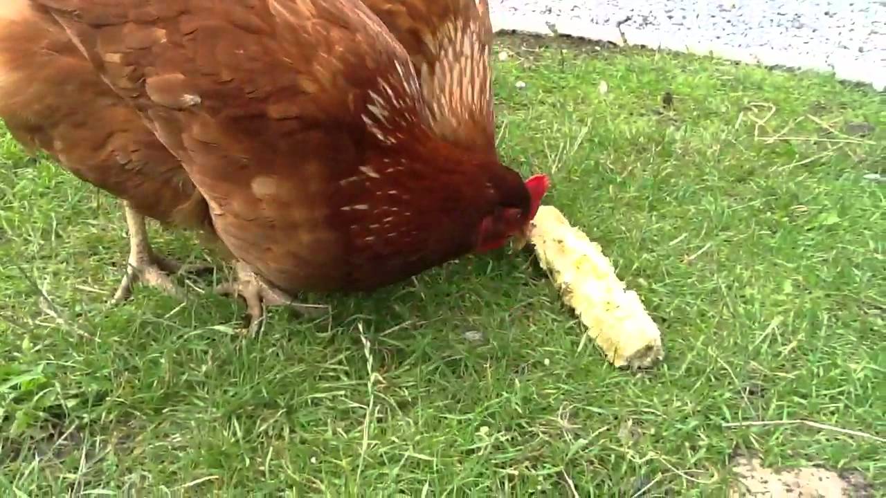Rhode island red hen eating corn - YouTube