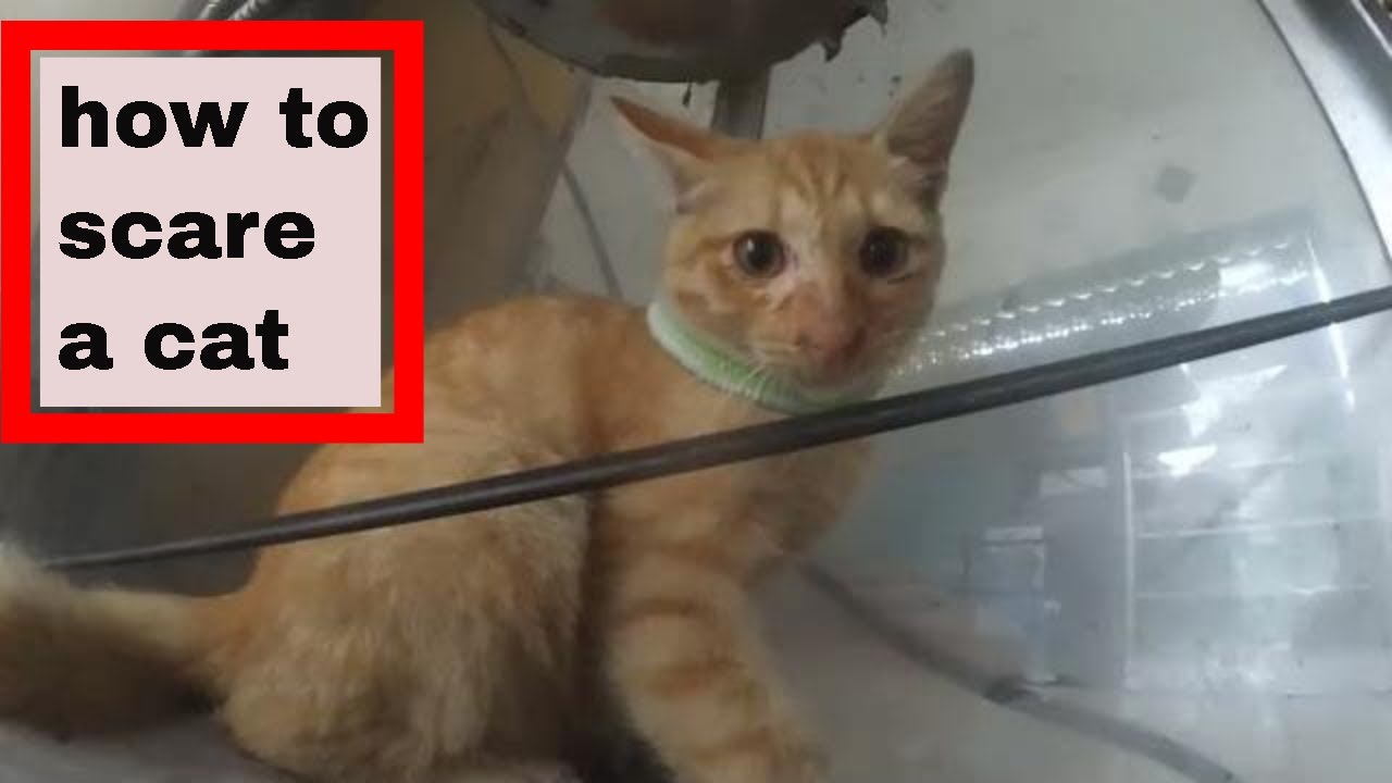 how to scare a cat - YouTube