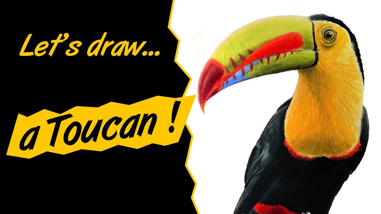 How to draw a toucan! Colored pencils timelapse - YouTube