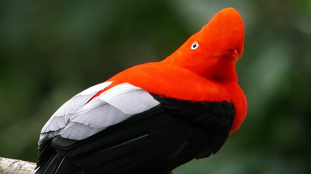 6 Aves Mas Hermosas Y Bellas Del Amazonas - YouTube