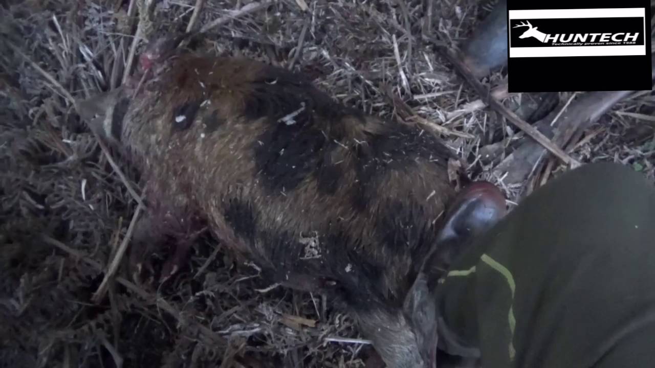 pig comp weekend - YouTube