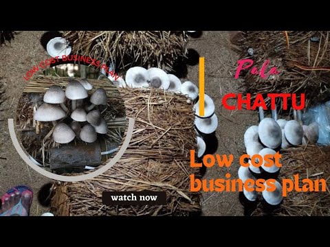 ପାଳଛତୁ ଚାଷ,Pala Chattu farming||low cost business plan 2022 - YouTube