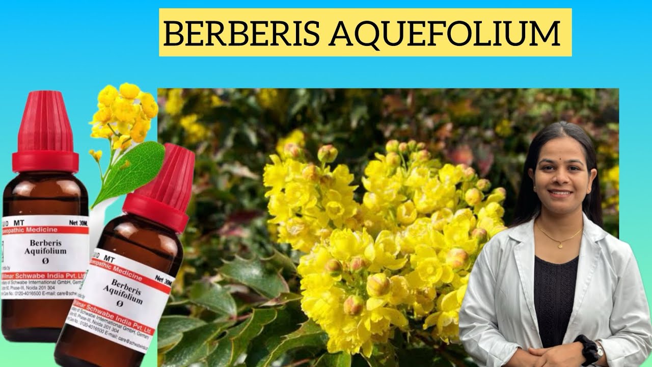 Berberis aquifolium homeopathic mother tincture in Hindi - YouTube