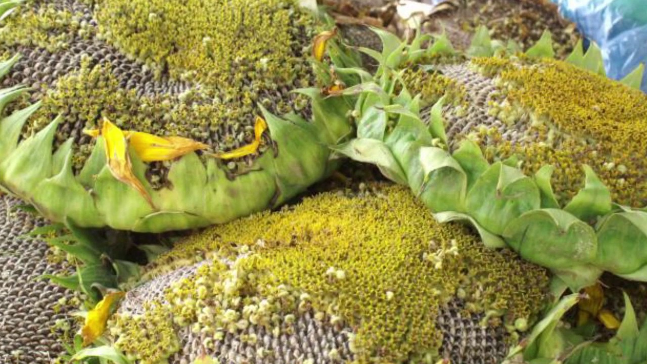 Ja pse duhet të konsumoni sa më shumë fara luledielli - YouTube