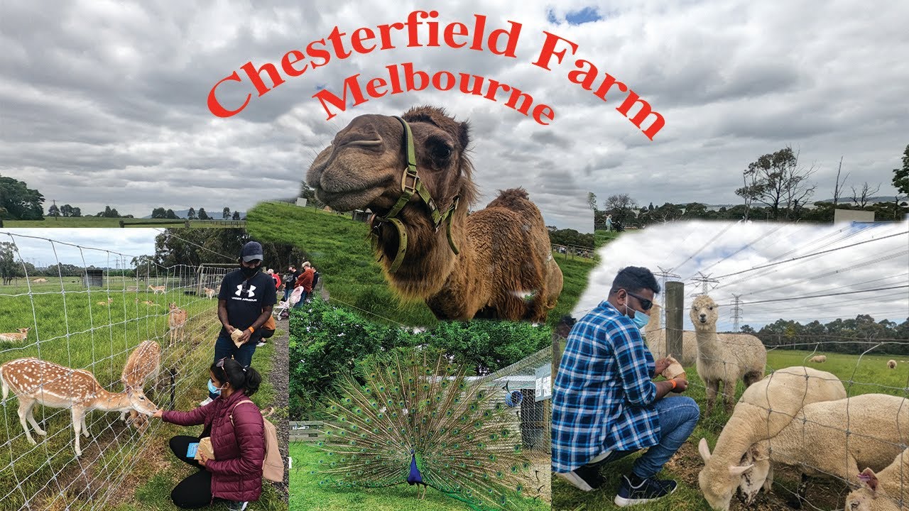 කොරෝනා කාලේ බලන්න ගිය මෙල්බර්න් වල farm එක Chesterfield Farm - Victoria ...