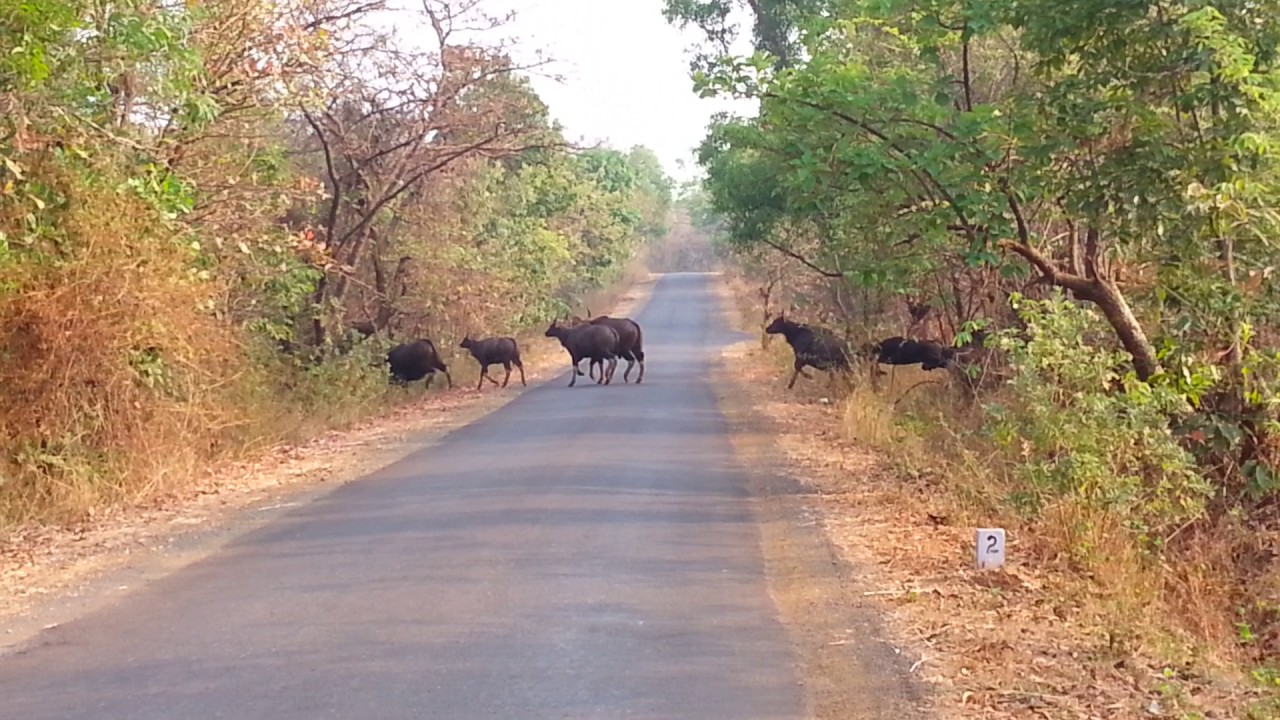 Bison's flock from Manjkhind to Kalammavadi road - YouTube