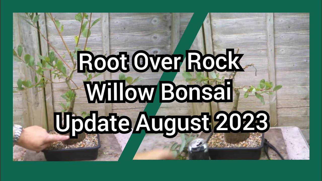 Root Over Rock Willow Bonsai Update Aug 2023 - YouTube