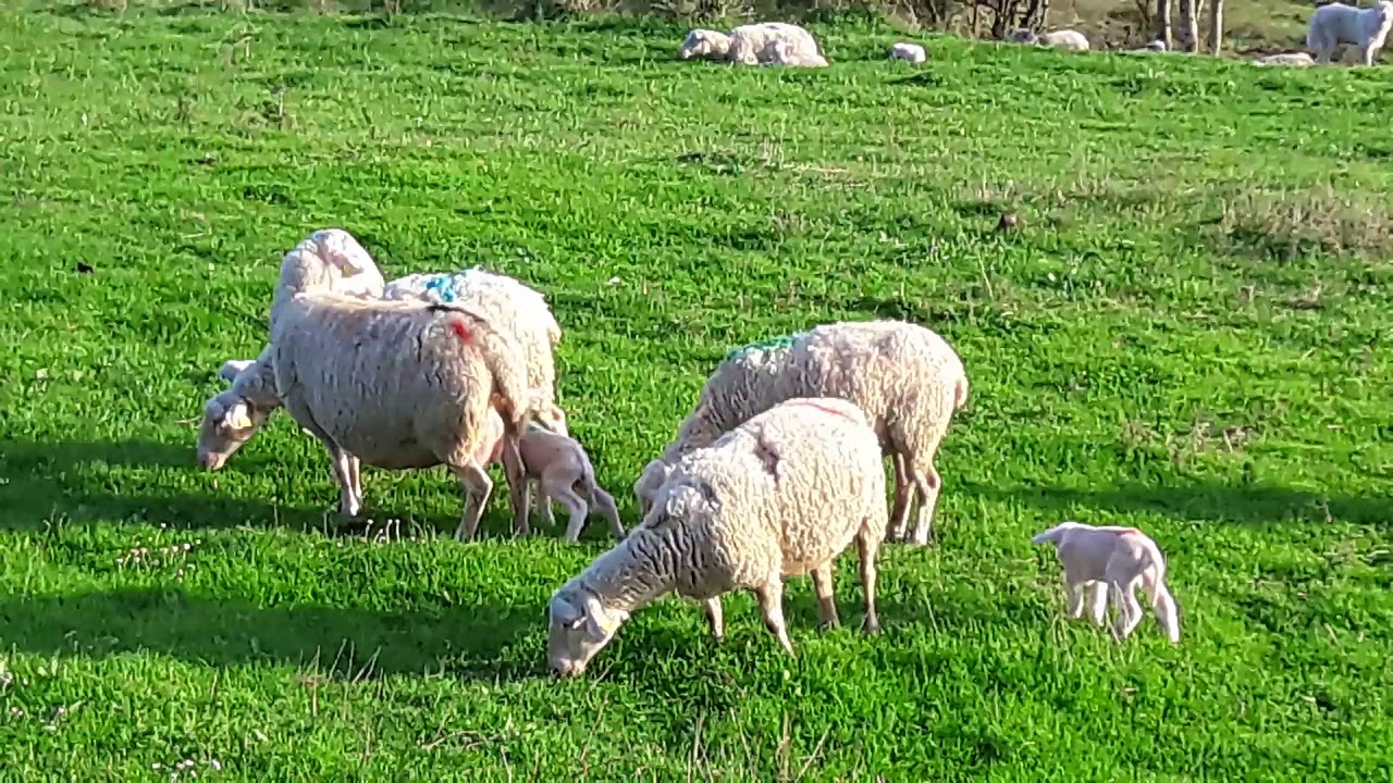 Lambs April 2018 - YouTube